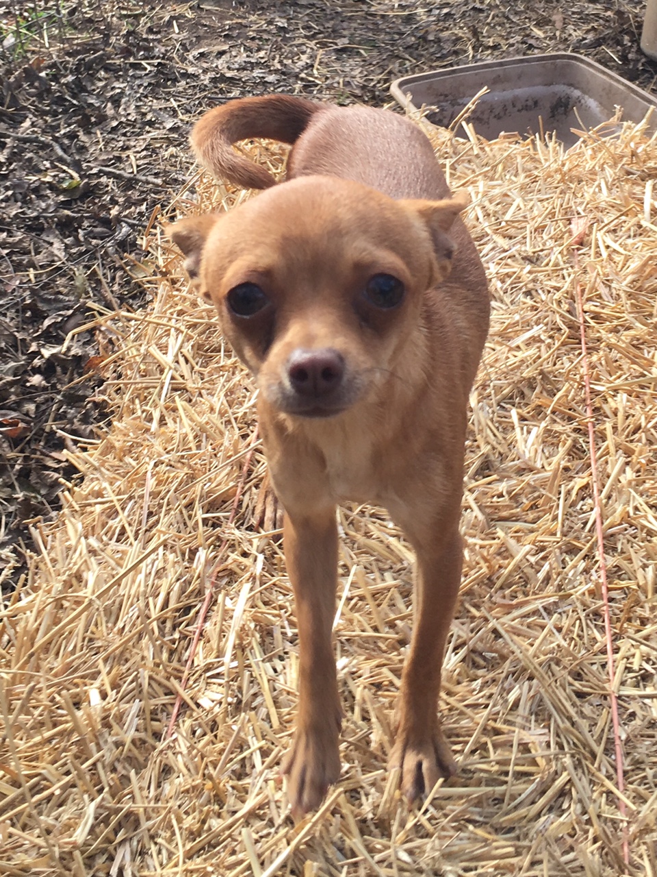 Keep one dog warm this winter with hay | Beyond Fences